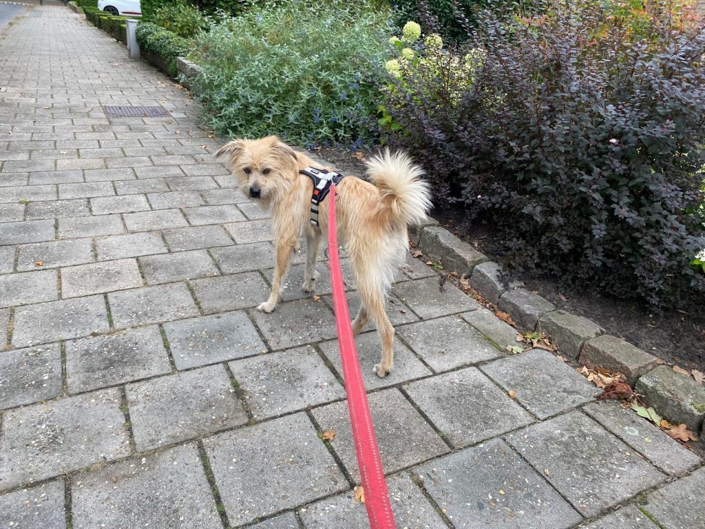 Mylo – Docoldenzaal